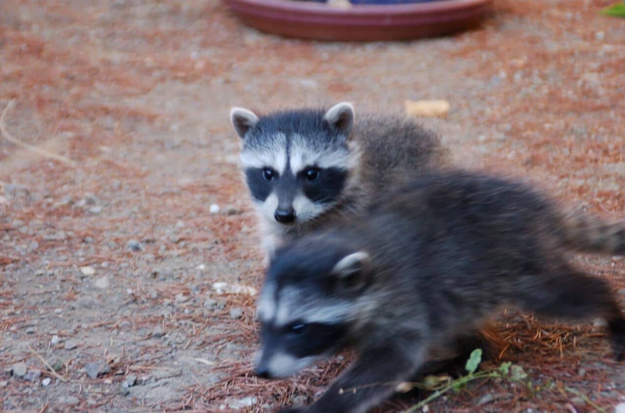Raccoon Returns to WildCare After 13 Years – WildCare